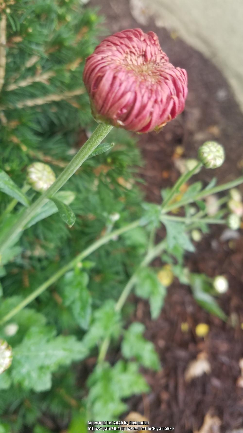 Photo of the closeup of buds, sepals and receptacles of Reflex Mum ...