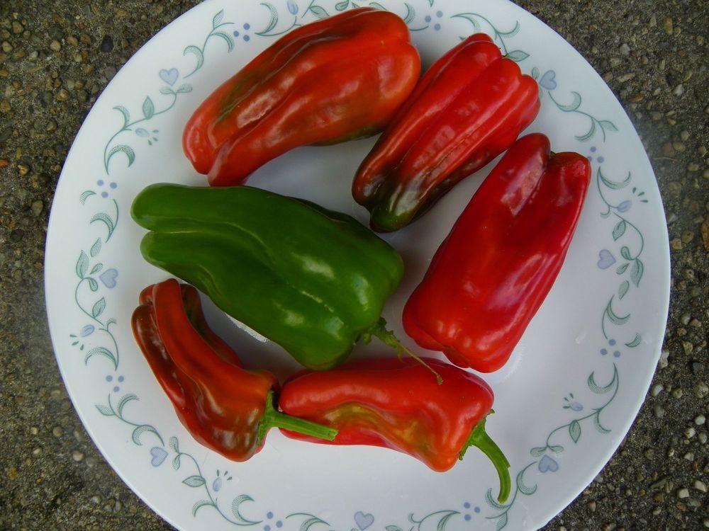 Pepper (Capsicum annuum 'Green Star') in the Peppers Database - Garden.org