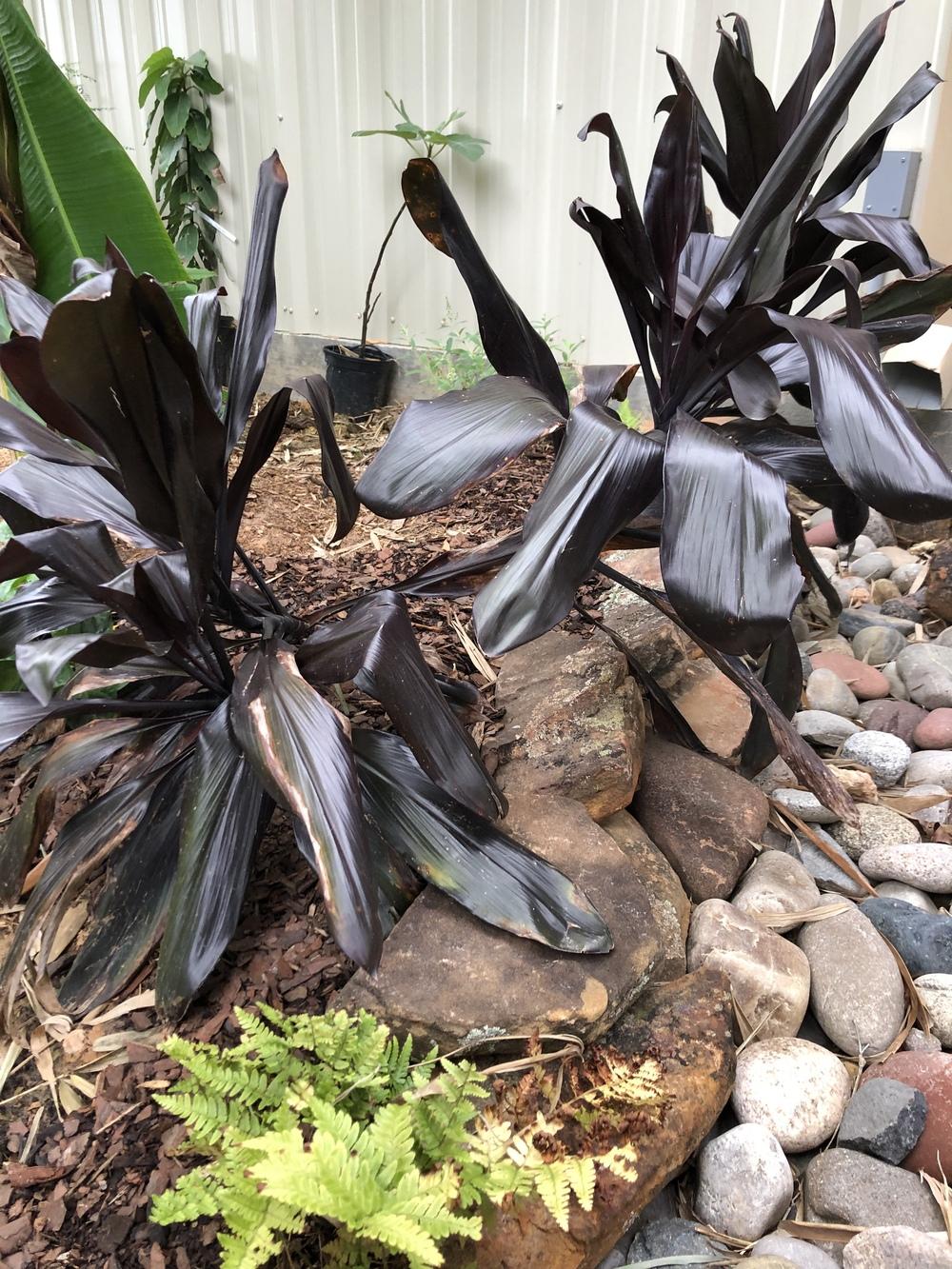 Photo of the entire plant of Ti plant (Cordyline fruticosa 'Black Magic ...