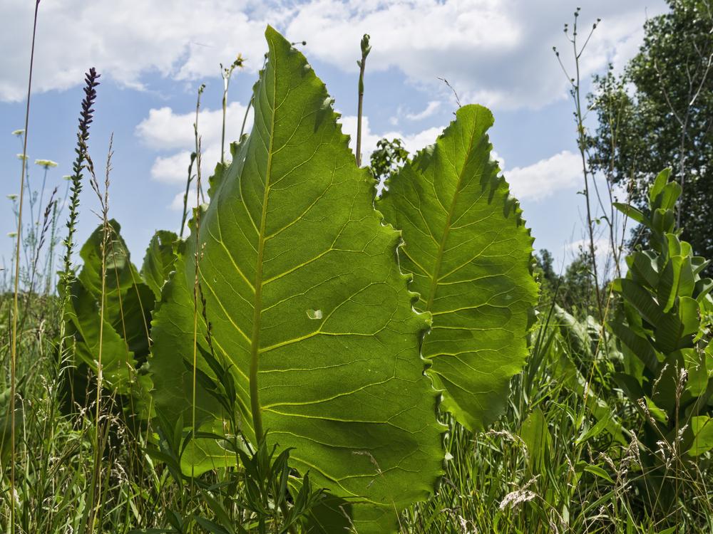 Photo of the leaves of Prairie Dock (Silphium terebinthinaceum) posted ...