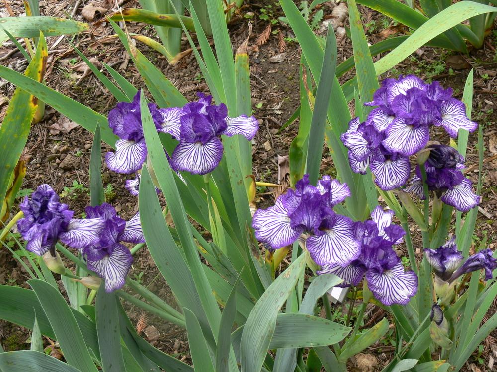 Iris pictures to get us through in the winter... in the Irises forum ...