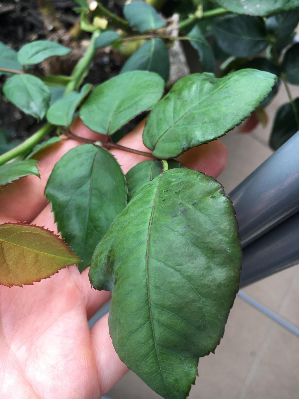 mites？fungi？spider？overfeed? Rose with nodes on leaves and curling ...