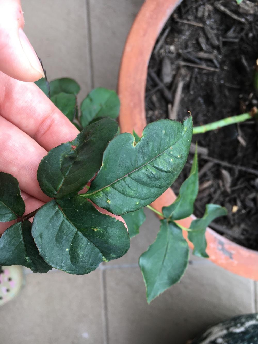 mites？fungi？spider？overfeed? Rose with nodes on leaves and curling ...