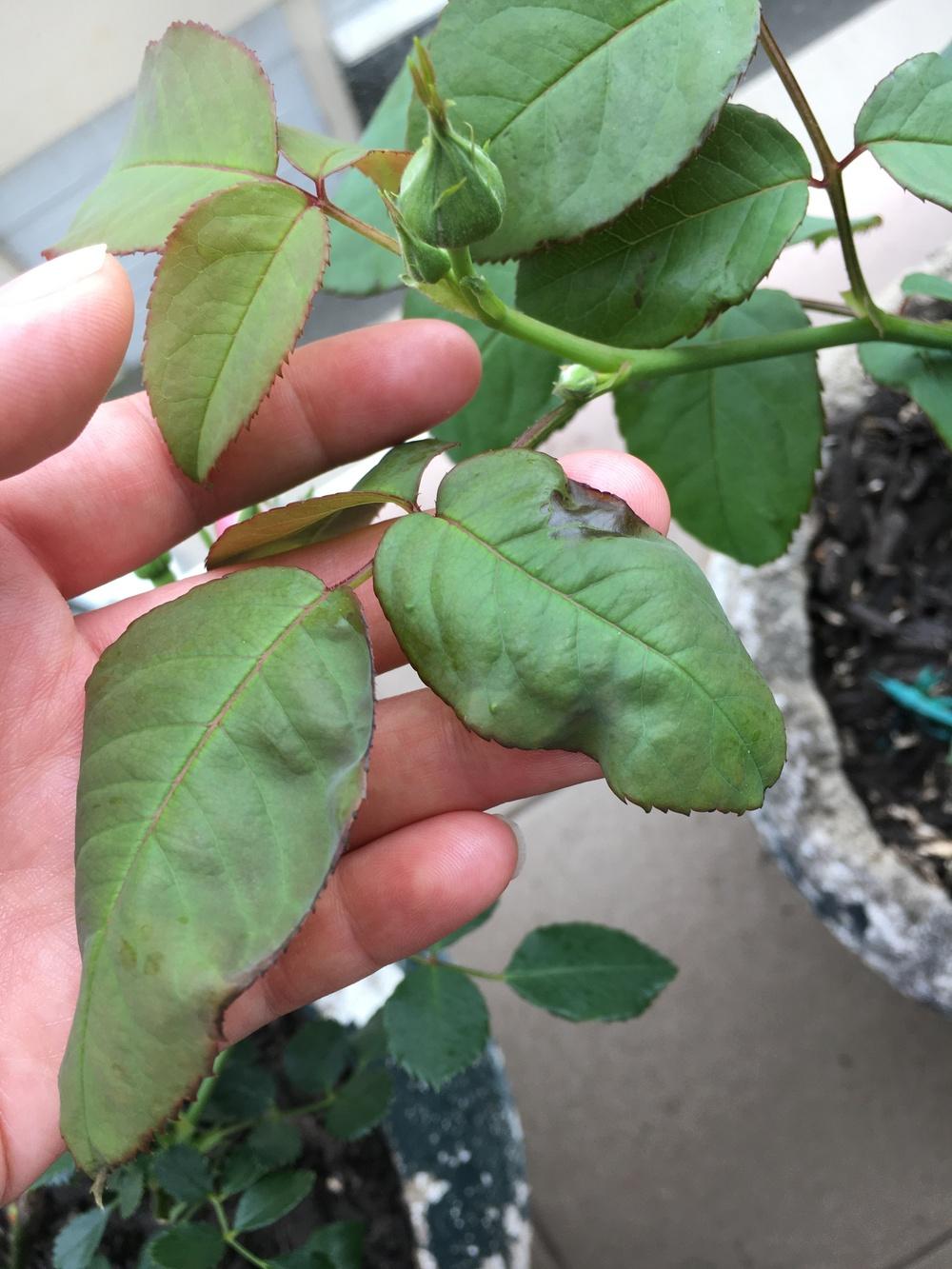 mites？fungi？spider？overfeed? Rose with nodes on leaves and curling ...