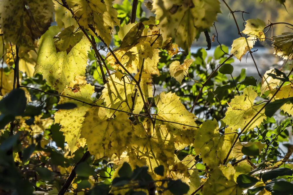 Grapes: Plant Care and Collection of Varieties - Garden.org