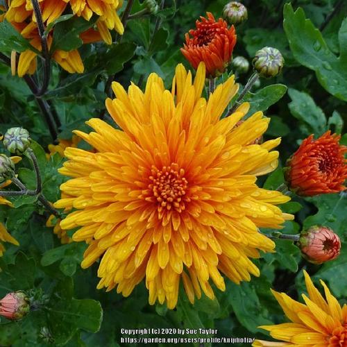 Reflexed Korean Chrysanthemum (Chrysanthemum 'Ruby Raynor') - Garden.org