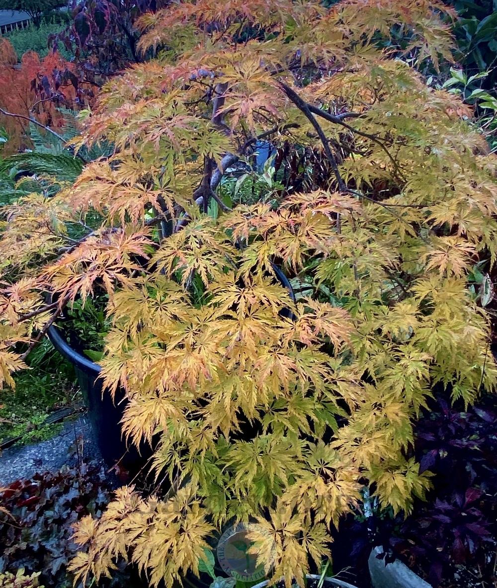 Japanese Maple (Acer palmatum 'Green Filigree') - Garden.org