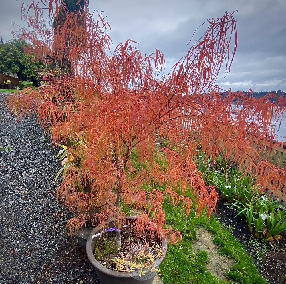 Japanese Maple (Acer palmatum 'Kinshi') - Garden.org