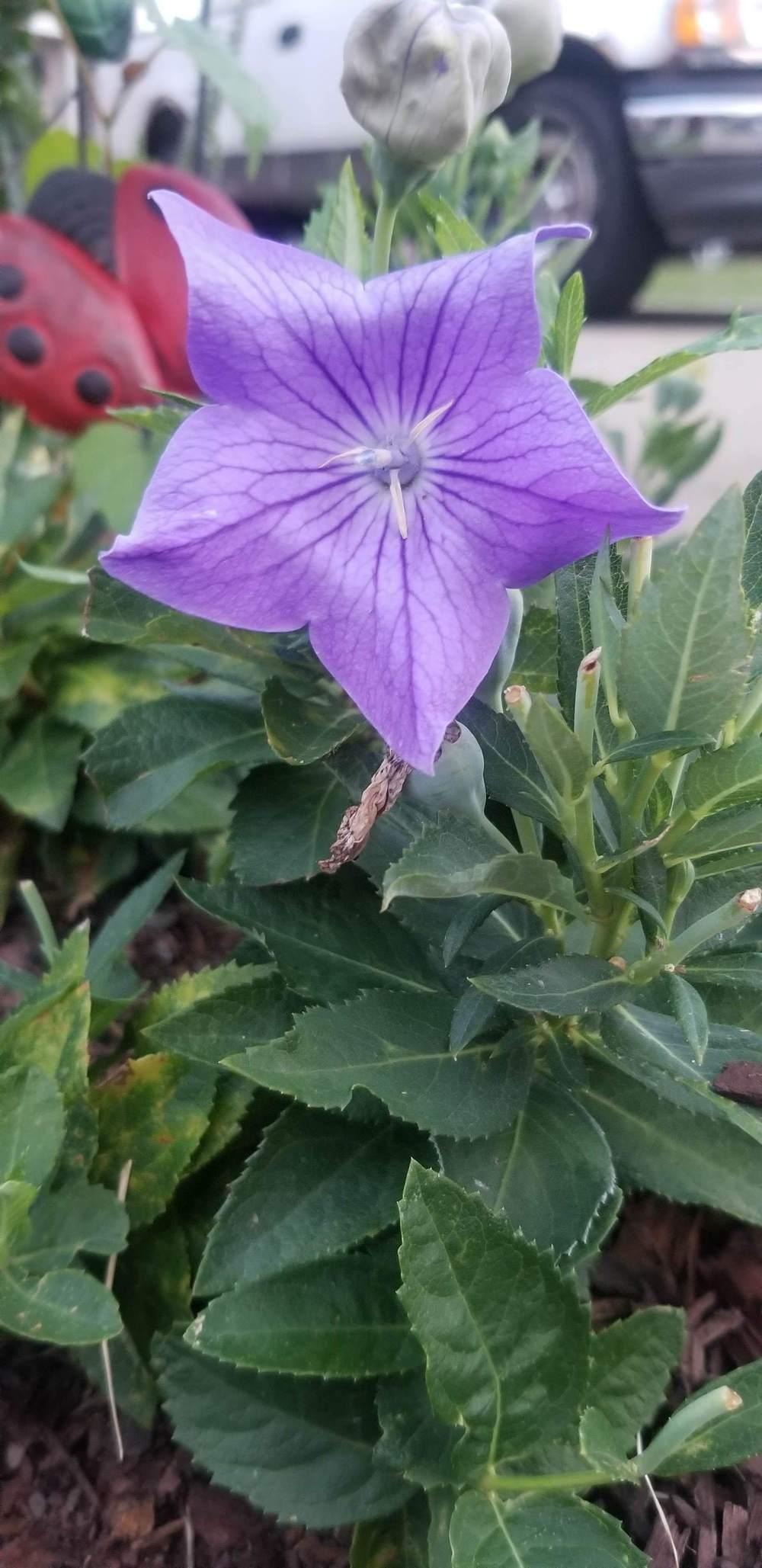 Photo of the bloom of Balloon Flower (Platycodon grandiflorus ...