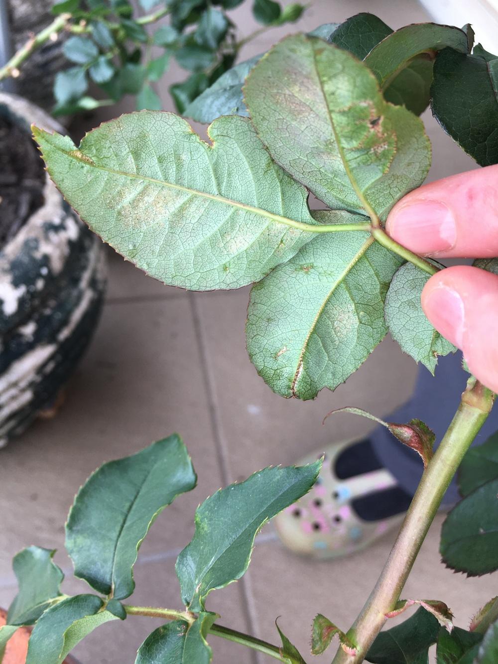 mites？fungi？spider？overfeed? Rose with nodes on leaves and curling ...