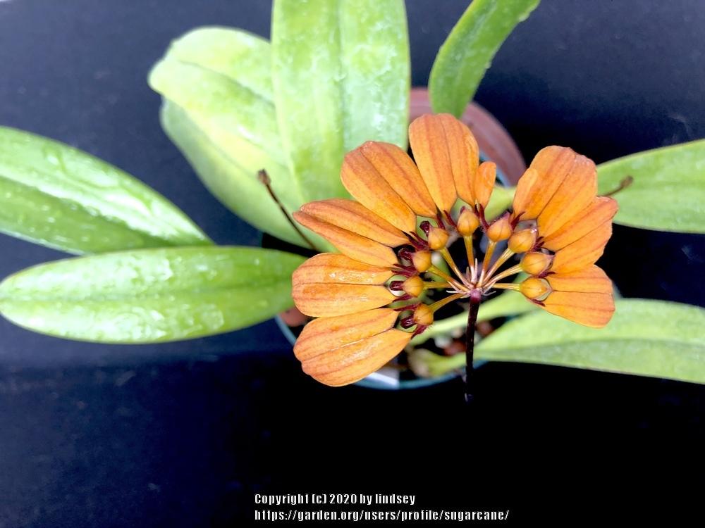 Our Orchid blooms in October 2020 in the Orchids forum - Garden.org