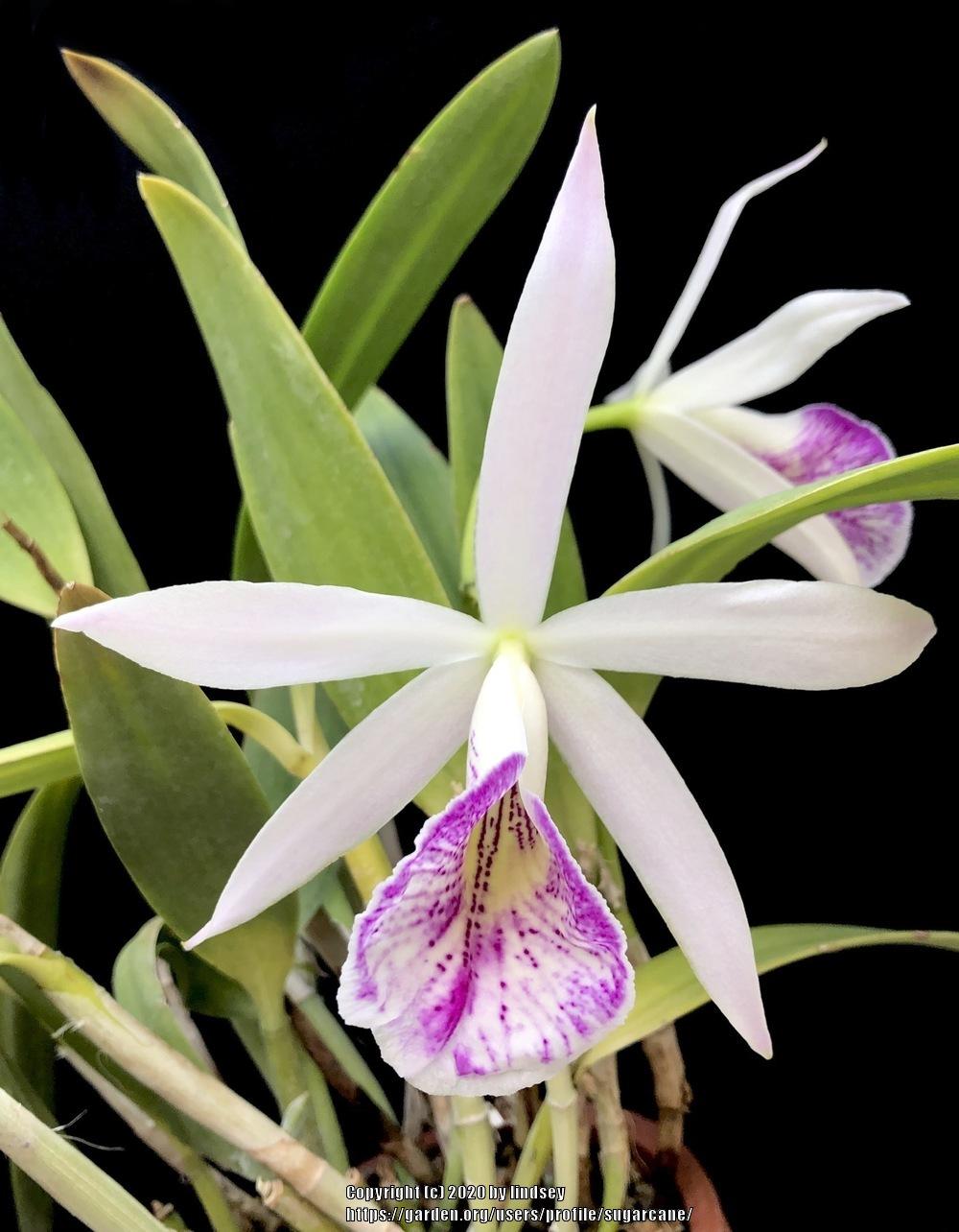 Our Orchid blooms in October 2020 in the Orchids forum - Garden.org