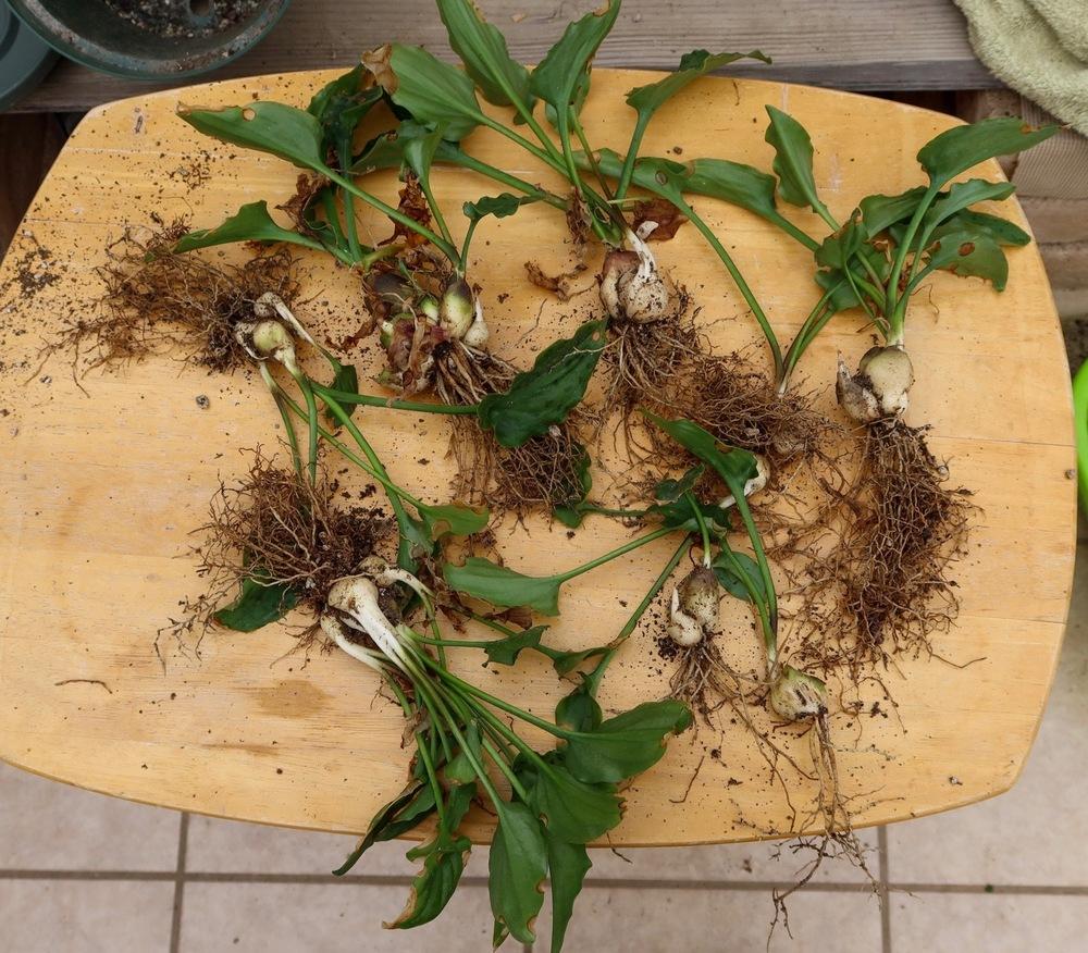 Photo of the roots of African Hosta (Drimiopsis maculata) posted by ...