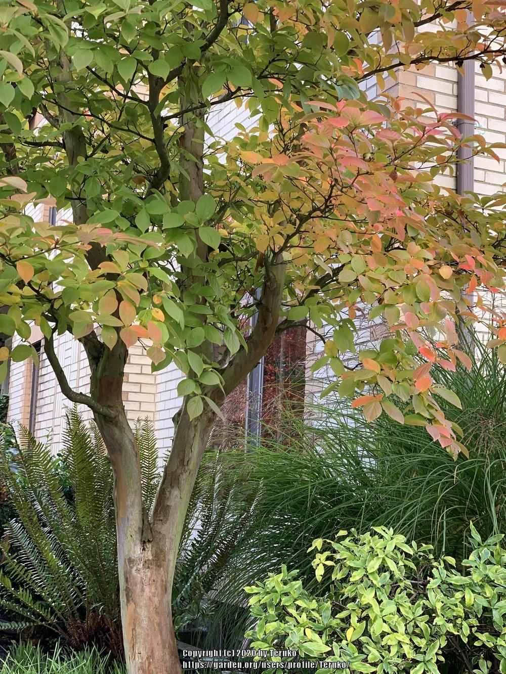 Photo of the stem, scape, stalk or bark of Japanese Stewartia ...