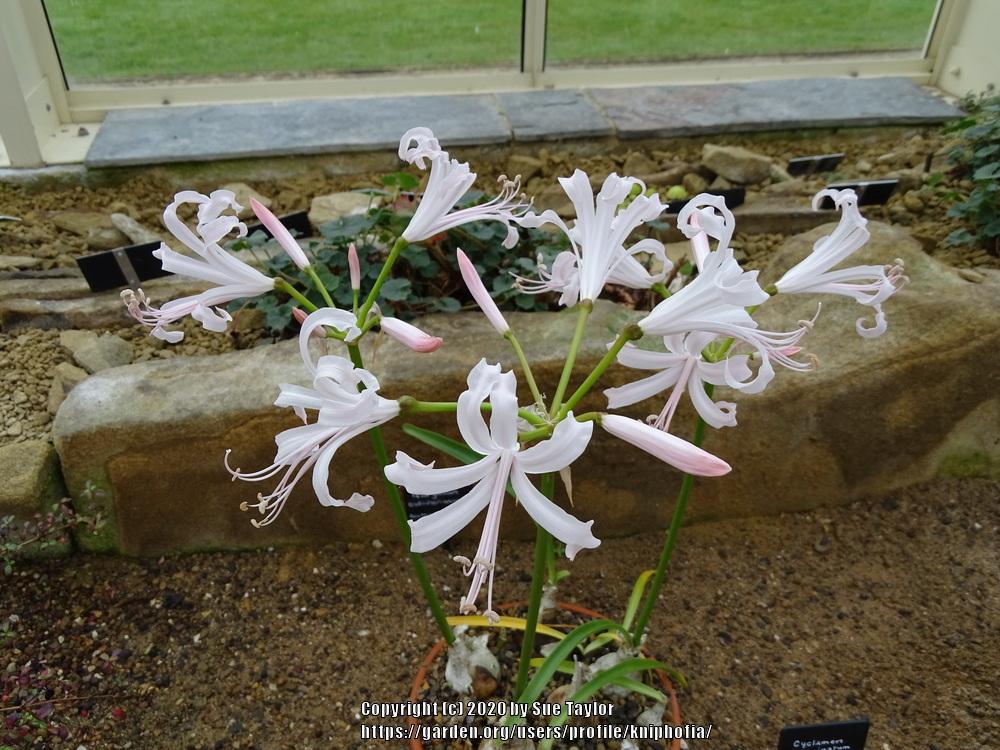 Cape Lilies: Plant Care and Collection of Varieties - Garden.org