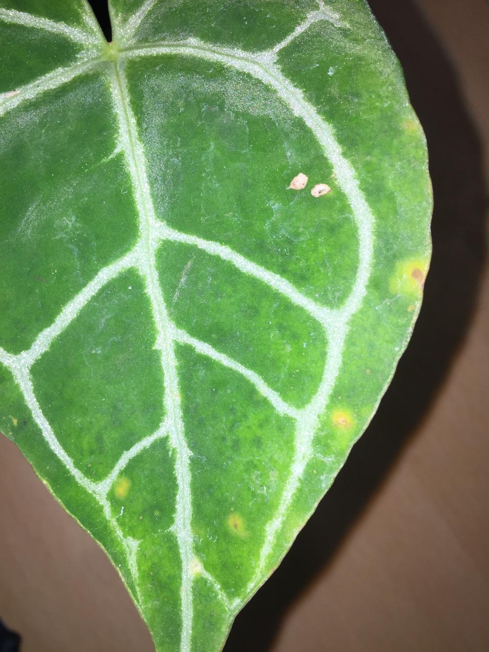 Anthurium Crystallinum - is this plant healthy? Or is this bacterial ...