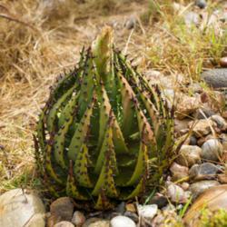 Black-Spined Aloe (Aloe melanacantha) in the Aloes Database - Garden.org
