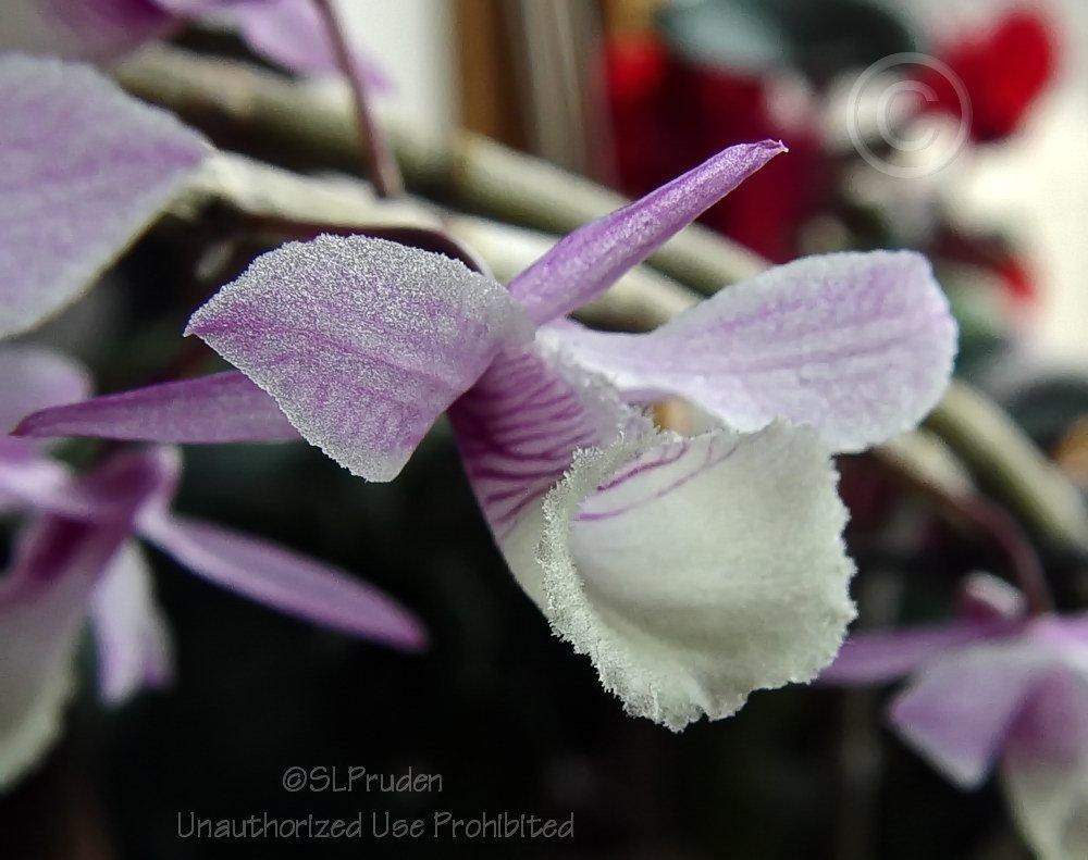 Photo of the bloom of Orchid (Dendrobium aphyllum) posted by DaylilySLP ...
