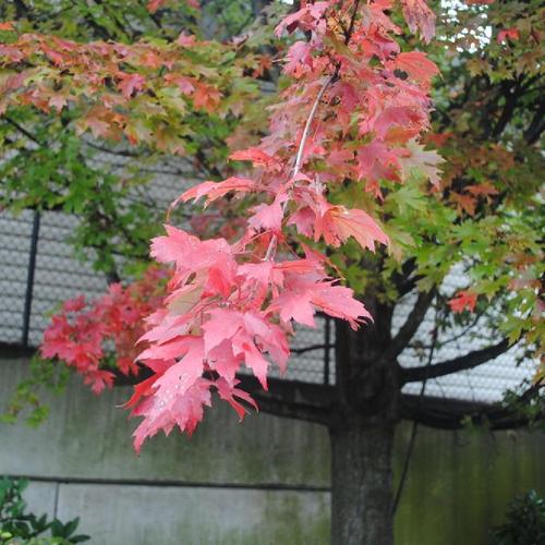 Freeman Maple (Acer x freemanii) - Garden.org