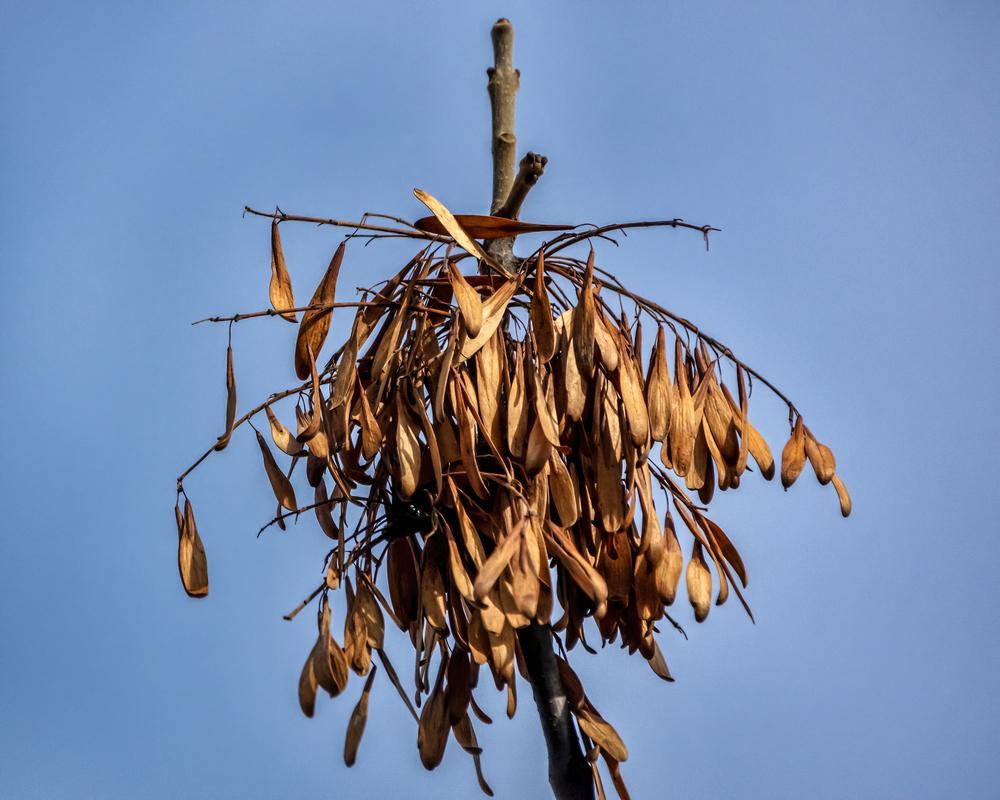 Photo of the seed pods or heads of White Ash (Fraxinus americana ...