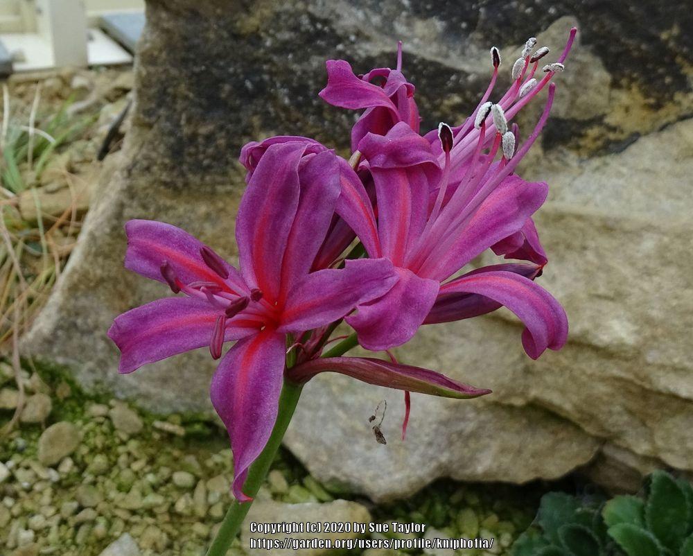 Cape Lilies: Plant Care and Collection of Varieties - Garden.org