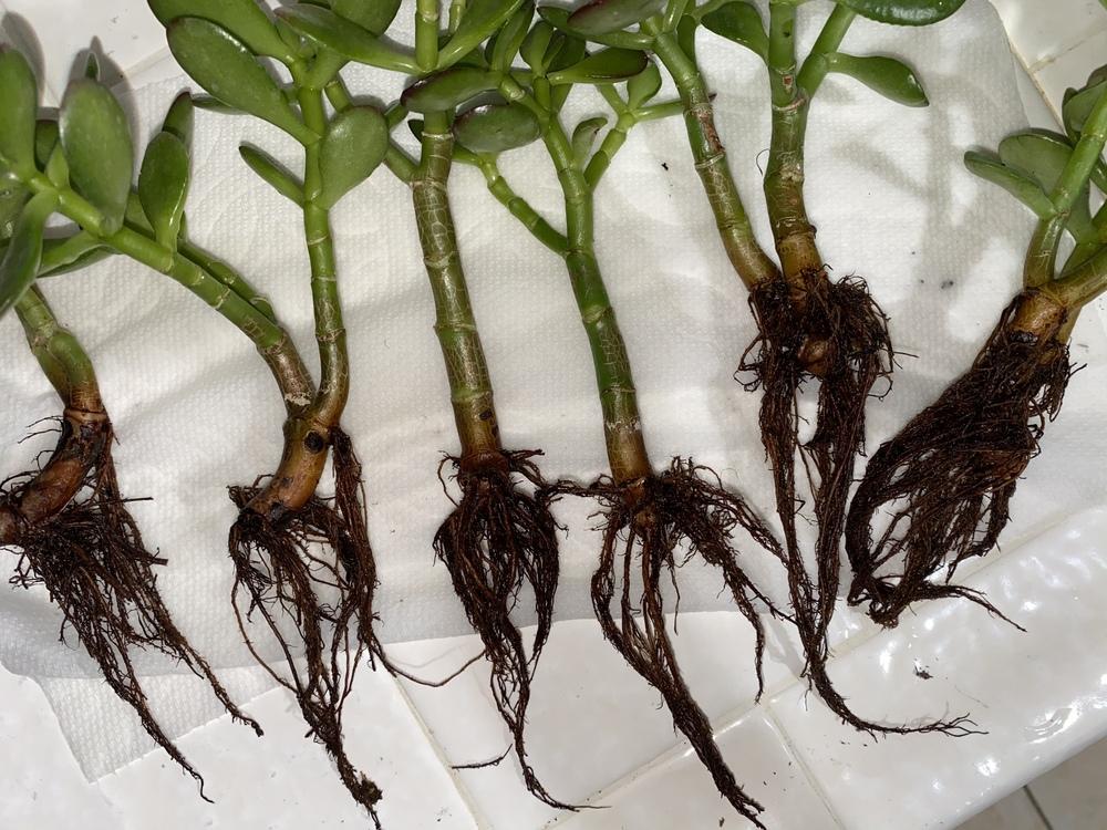 Rotten Jade Plant? in the Ask a Question forum - Garden.org