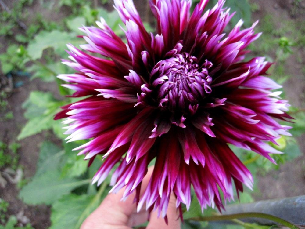 Dahlia 'Alauna Clair-Obscure' in the Dahlias Database - Garden.org