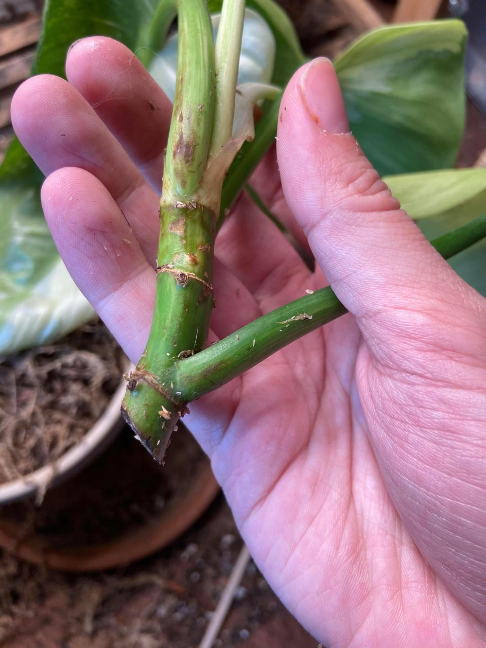 Philodendron Nodes in the Houseplants forum - Garden.org