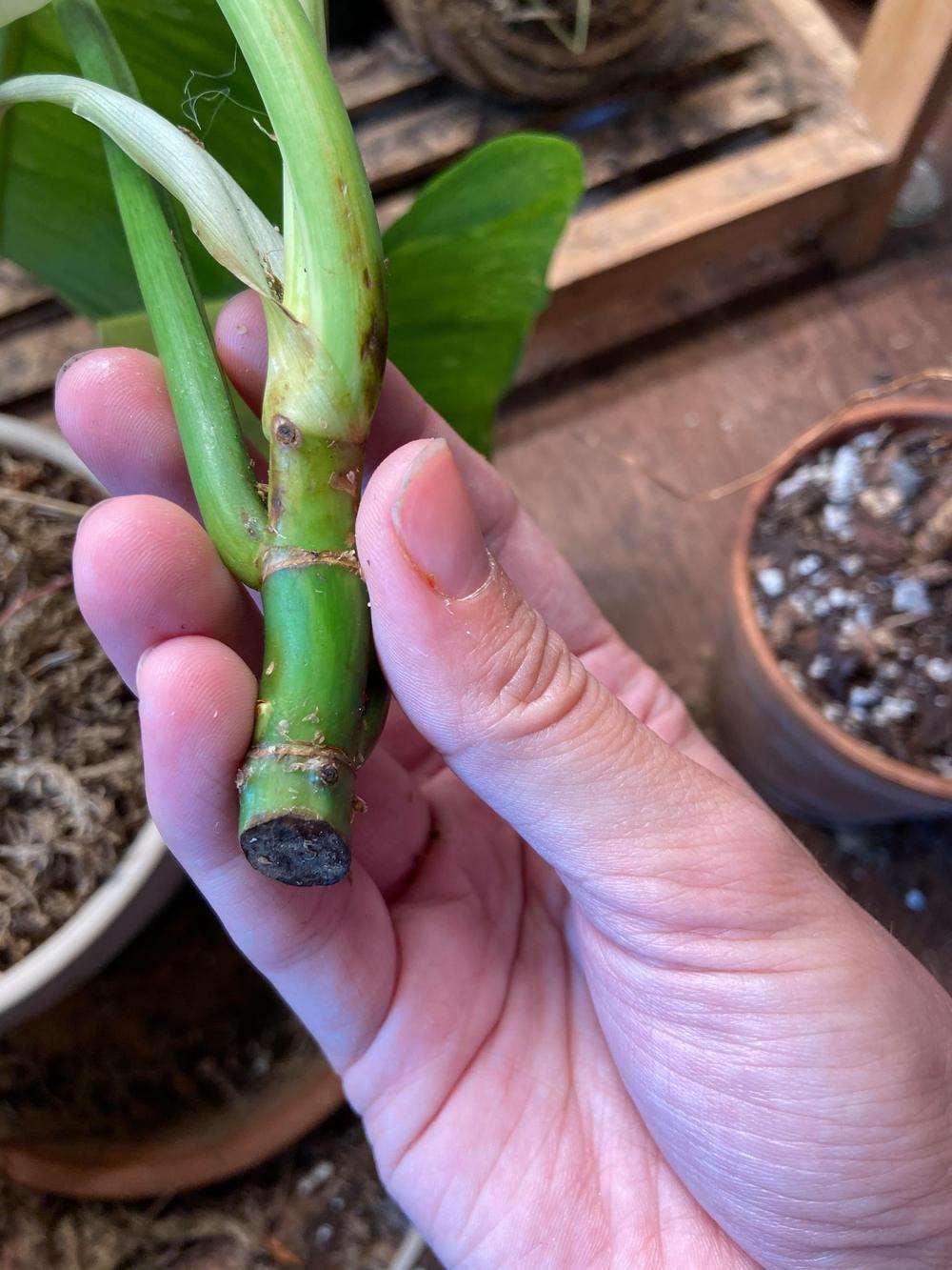 Philodendron Nodes in the Houseplants forum - Garden.org