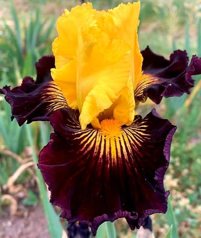 Photo of the bloom of Tall Bearded Iris (Iris 'Pirate Ahoy') posted by ...