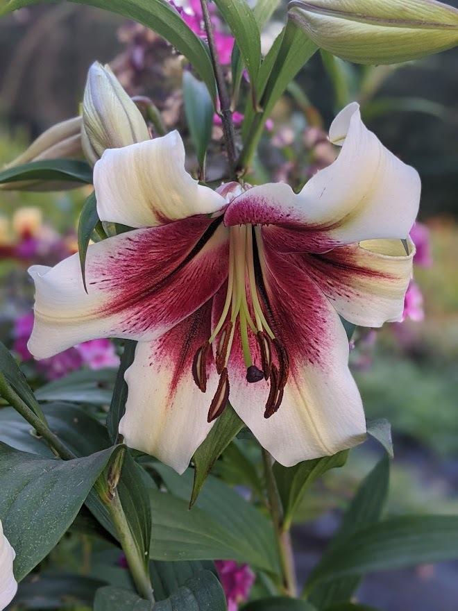 Photo of the bloom of Lily (Lilium 'Zeba') posted by Joy - Garden.org