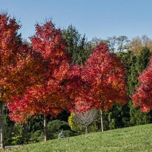 Red Maple (Acer rubrum Redpointe®) - Garden.org