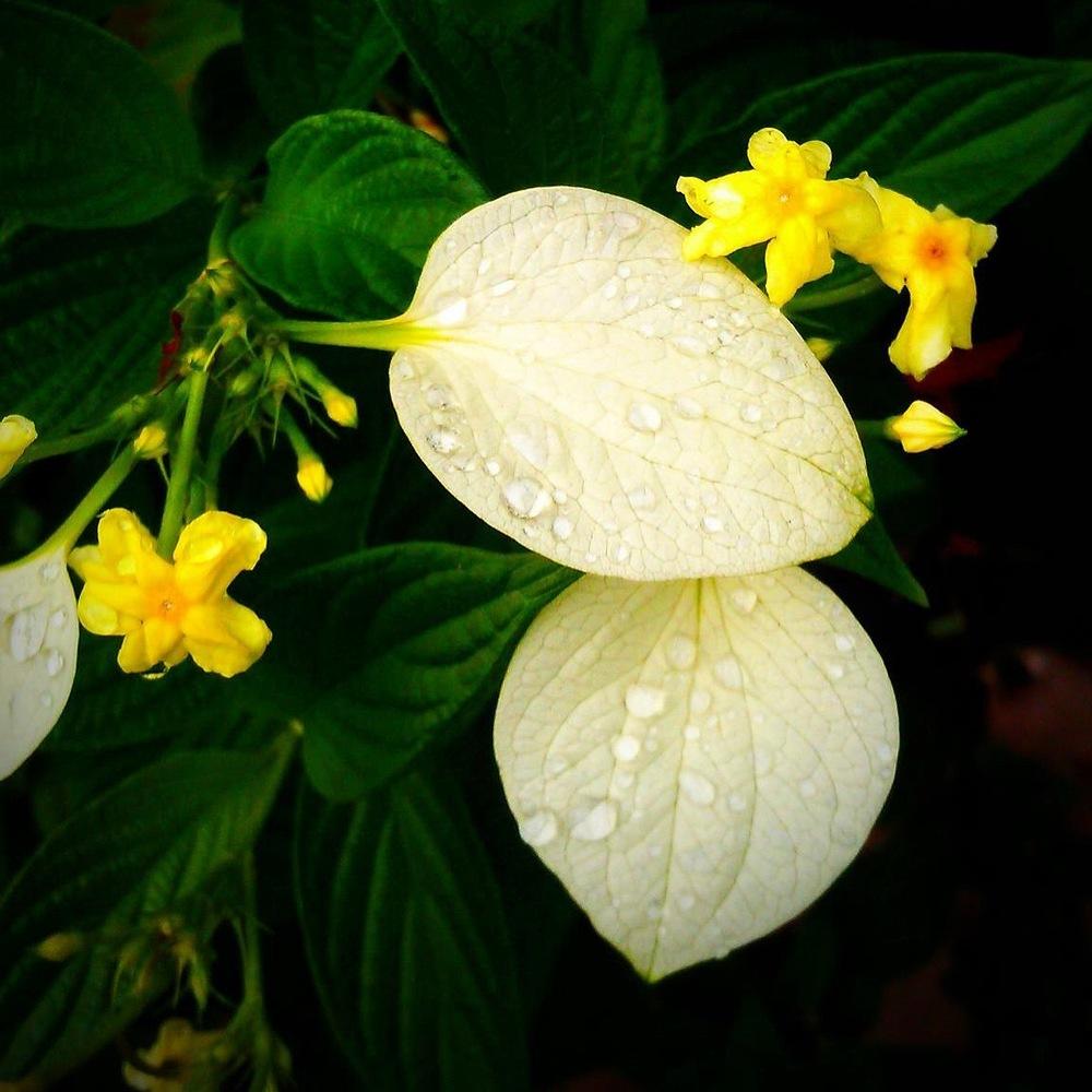 Dwarf Mussaenda (Mussaenda luteola) - Garden.org