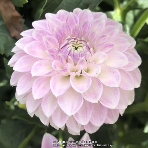Dahlia 'Willowfield Matthew' in the Dahlias Database - Garden.org
