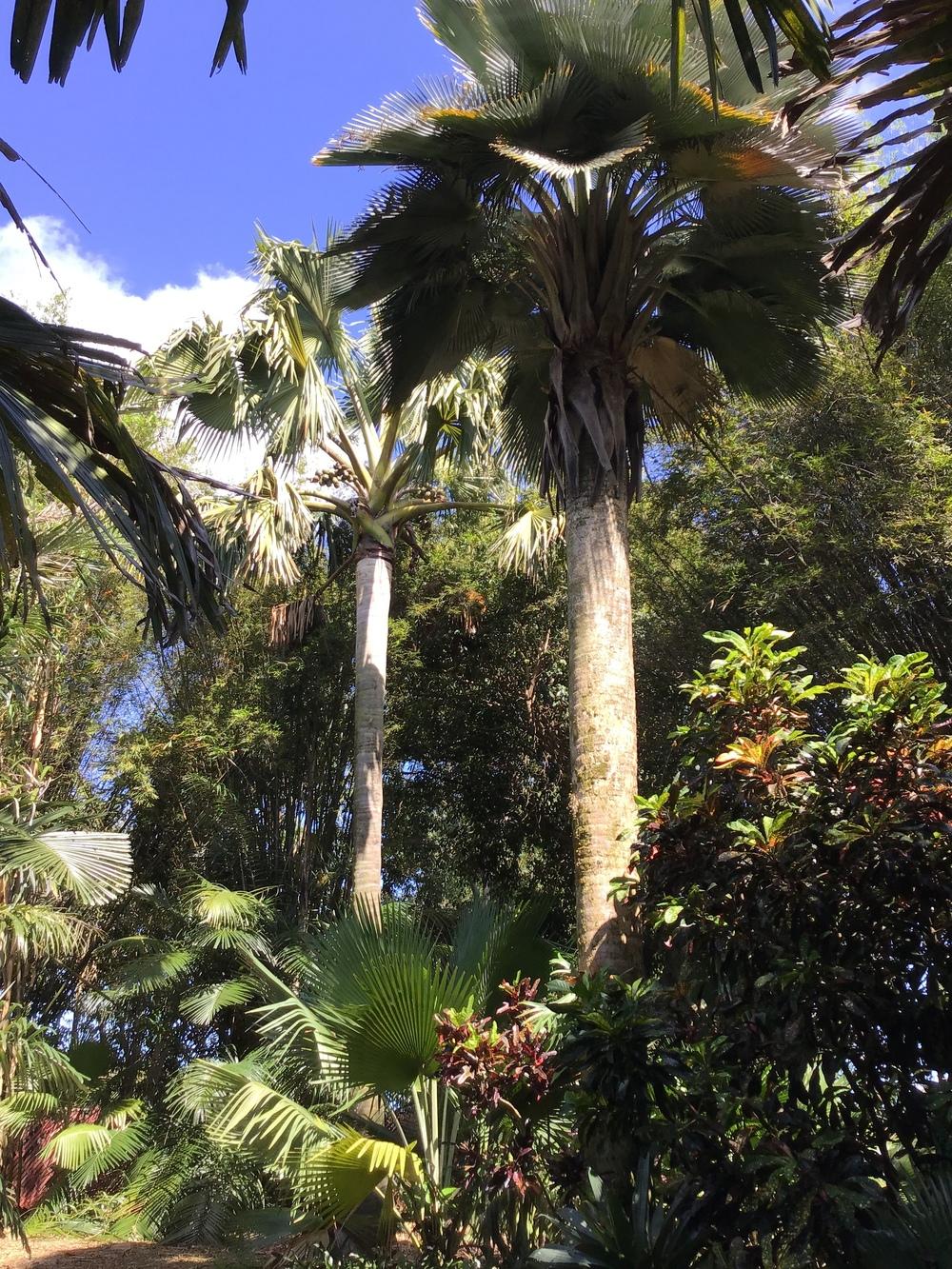 Bailey's Copernicia Palm (Copernicia baileyana) - Garden.org