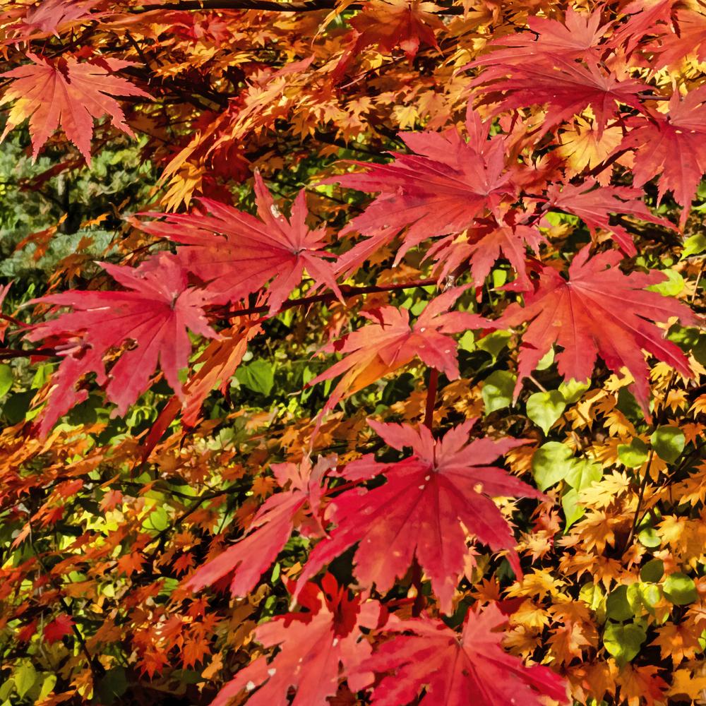 Photo of the leaves of Siebold Maple (Acer sieboldianum 'Sode-no-Uchi ...