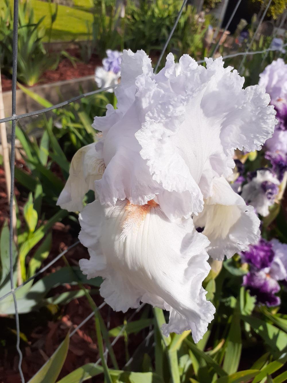 Tall Bearded Iris (Iris 'Ice Storm') in the Irises Database - Garden.org