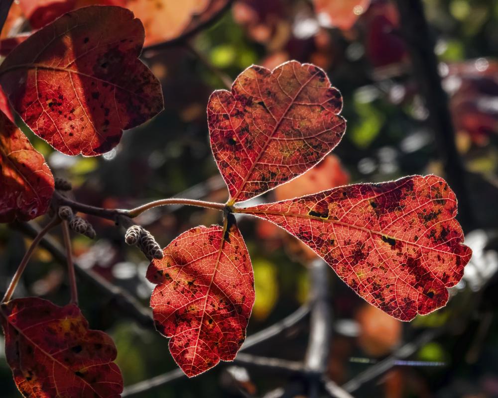 Photo of the fall color of Fragrant Sumac (Rhus aromatica) posted by ...