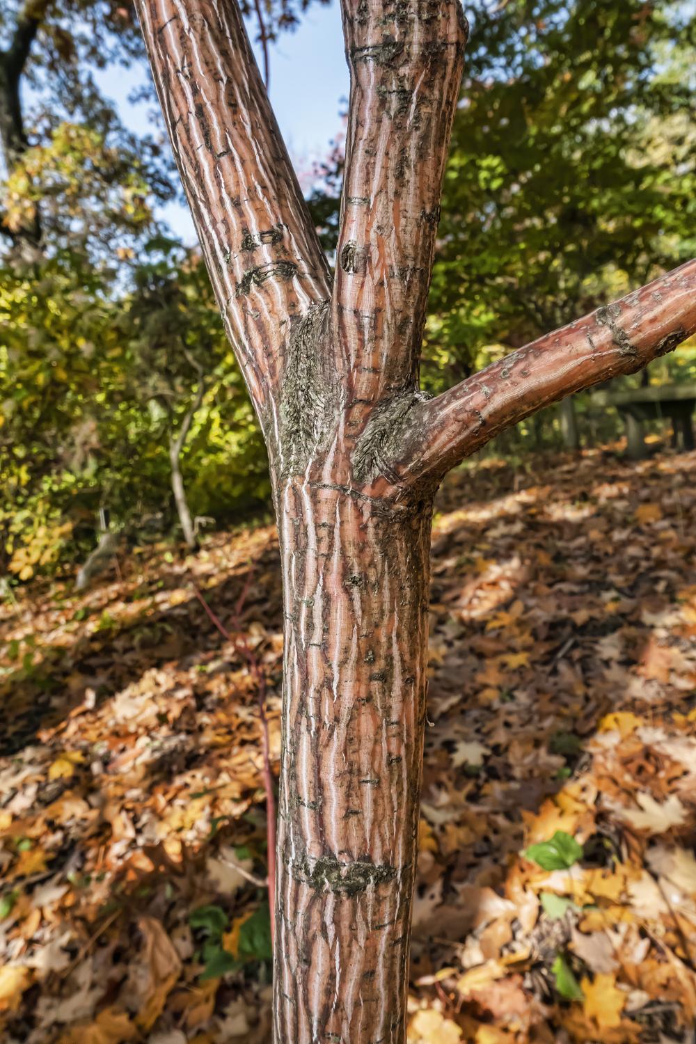 Striped Maple (Acer pensylvanicum 'Erythrocladum') - Garden.org