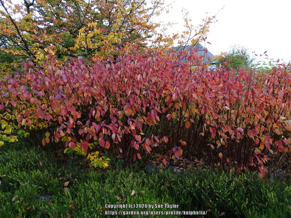 Photo of the fall color of Tatarian Dogwood (Cornus alba 'Kesselringii ...