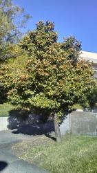 Ornamental tree identification in the Plant ID forum - Garden.org