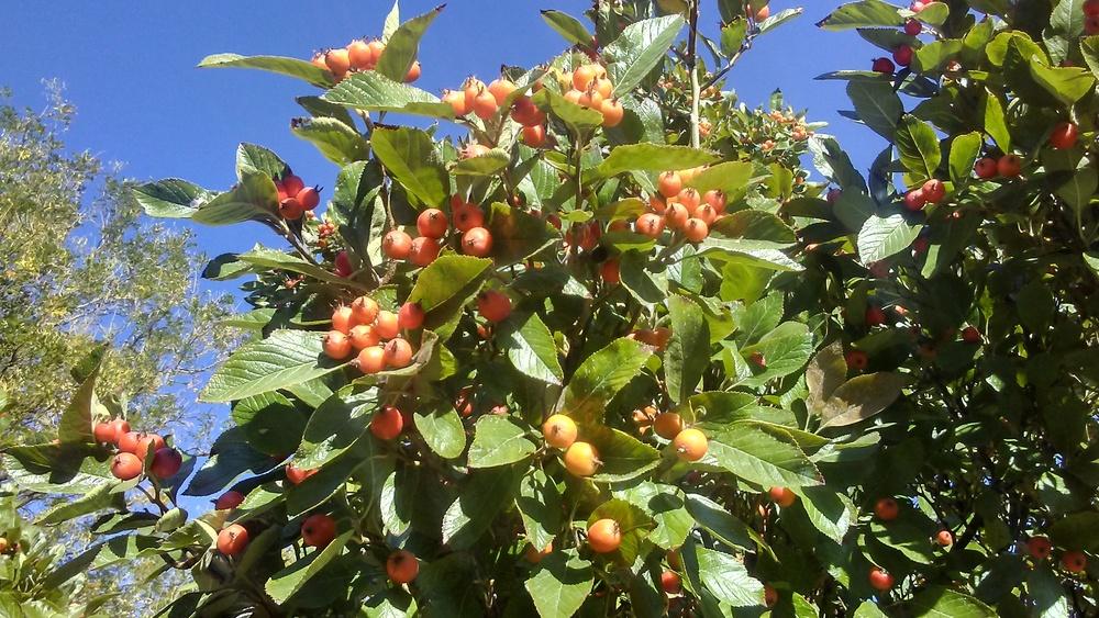 Ornamental tree identification in the Plant ID forum - Garden.org