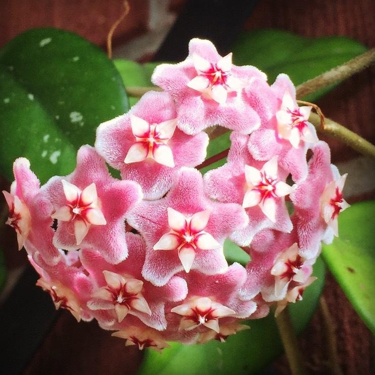 Hoyas: Plant Care and Collection of Varieties - Garden.org