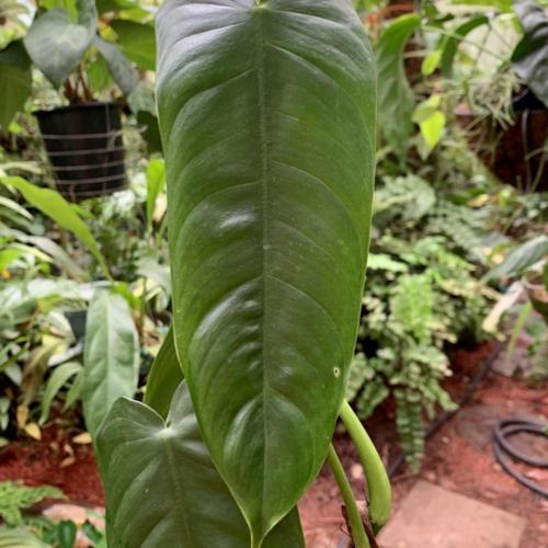 Philodendron sharoniae in the Philodendrons Database - Garden.org