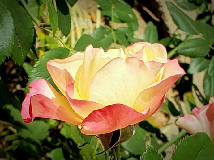 Rose (Rosa 'Campfire') in the Roses Database - Garden.org