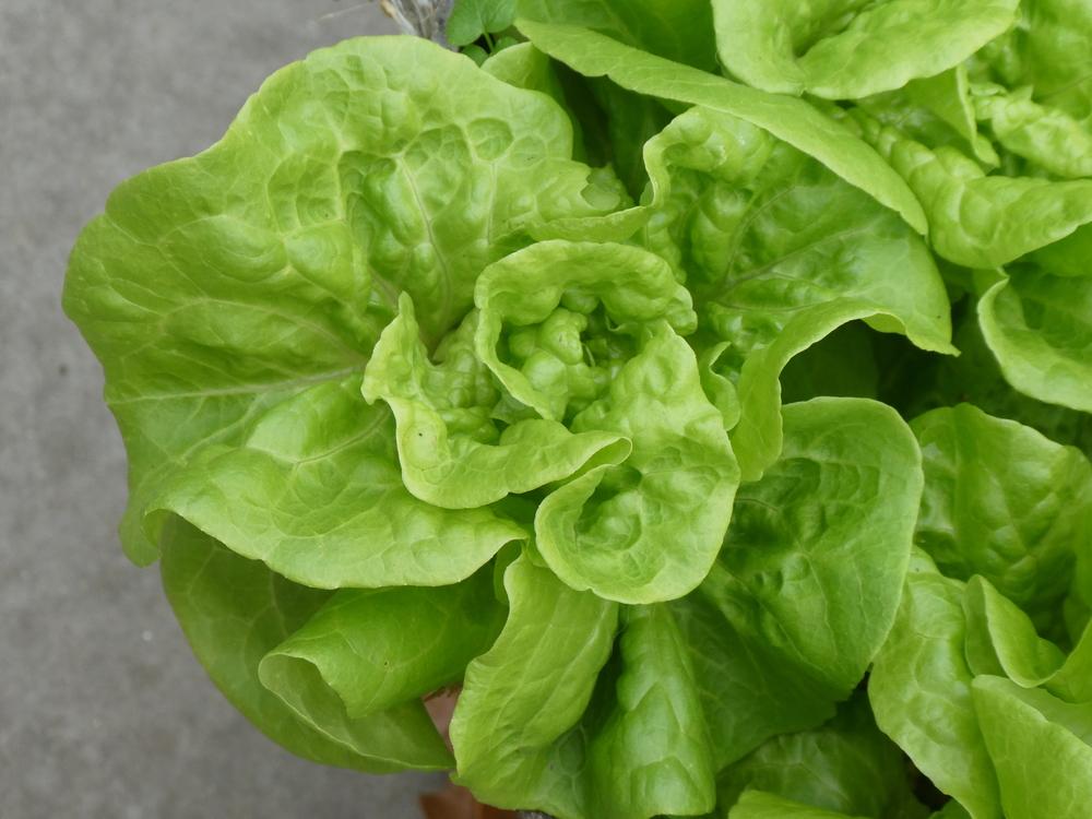 Lettuces: Plant Care and Collection of Varieties - Garden.org