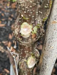 Cane borers in my hydrangea in the Ask a Question forum - Garden.org