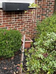 Cane borers in my hydrangea in the Ask a Question forum - Garden.org