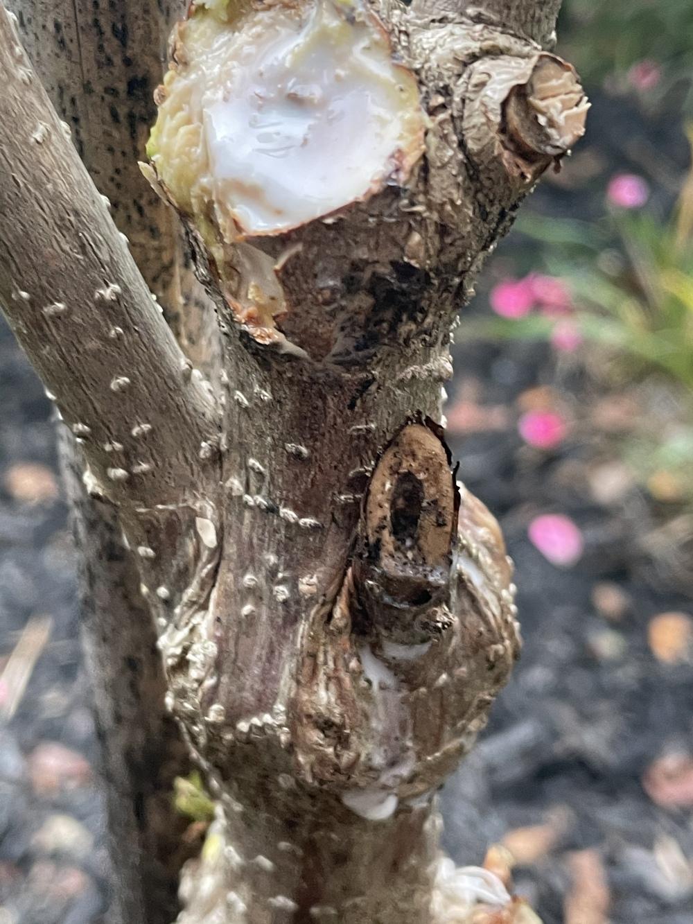 Cane borers in my hydrangea in the Ask a Question forum - Garden.org