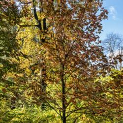 Photo of the leaves of Variegated Sycamore Maple (Acer pseudoplatanus ...